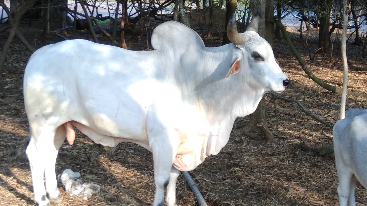 Our Gosala - Odisha Gau-Seva Samiti